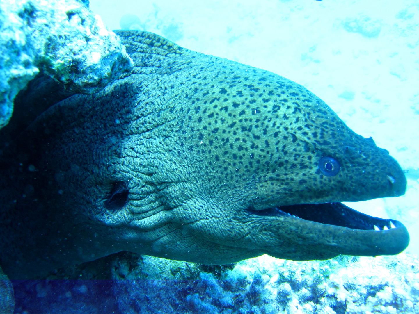 Moräne auf der Lauer Foto & Bild | Bilder auf fotocommunity