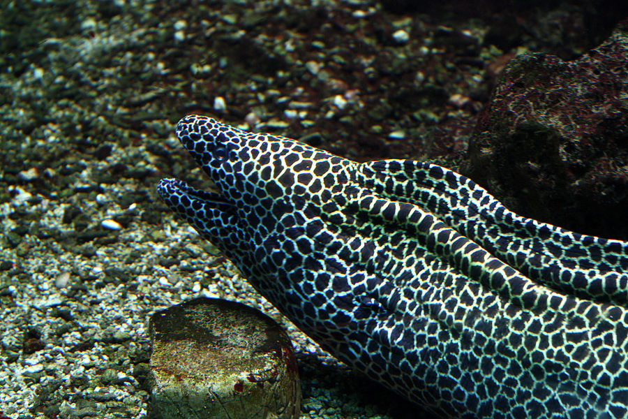 Moräne Foto & Bild | tiere, zoo, wildpark & falknerei, zoo: fische ...