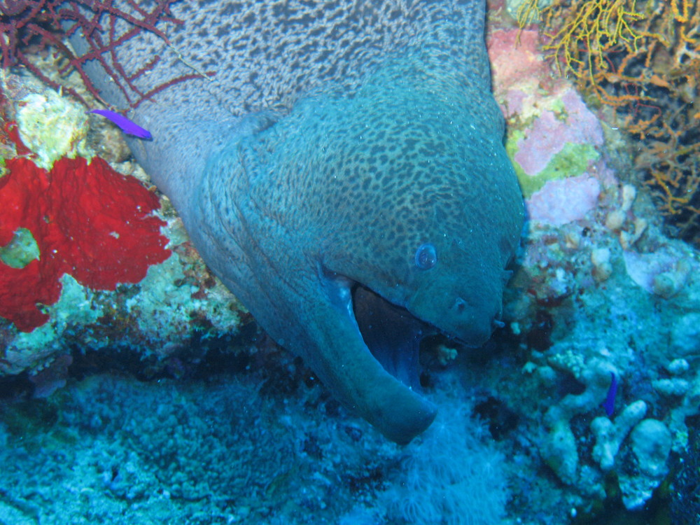 Moräne mit Blume Foto & Bild | tiere, wildlife, fische Bilder auf ...