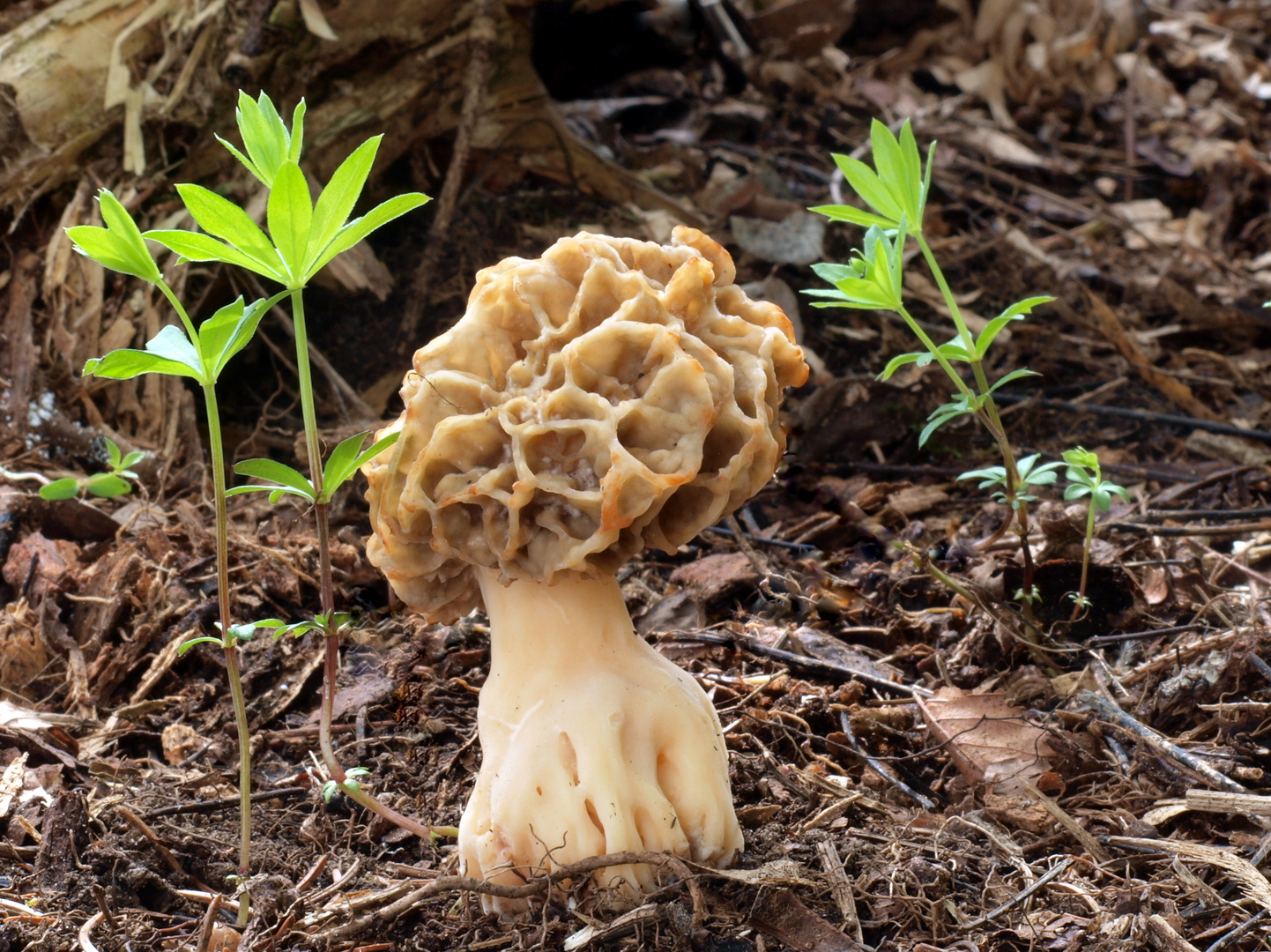Morchel und Waldmeister Foto & Bild | natur, pilz, pilze Bilder auf ...