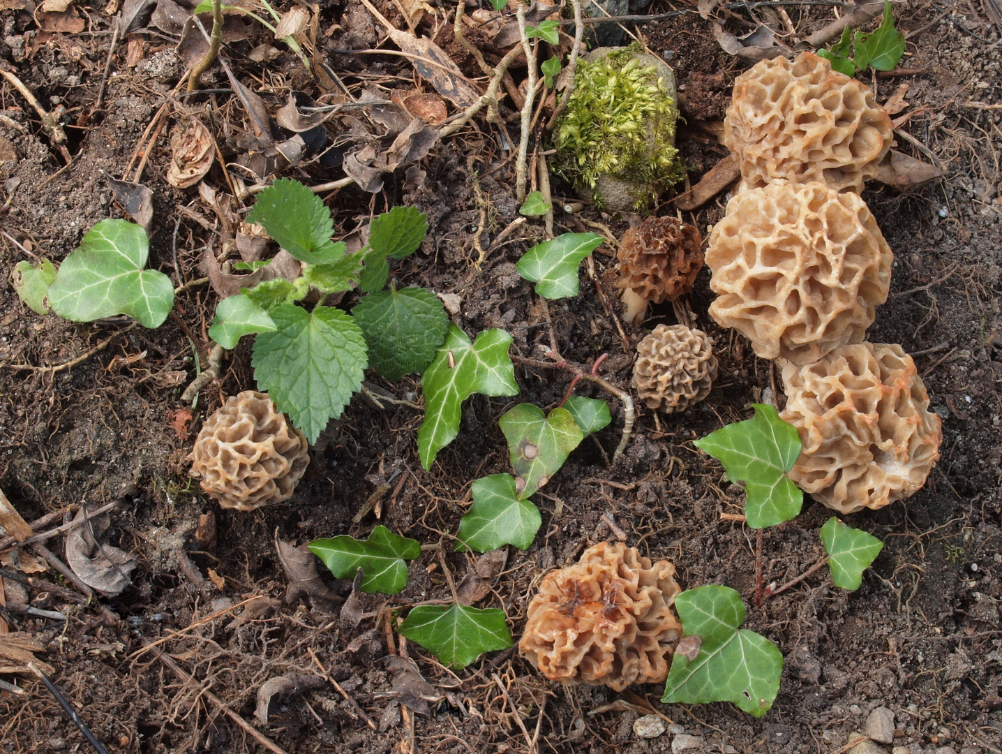 Morcheln Foto & Bild | natur, pilz, pilze Bilder auf fotocommunity