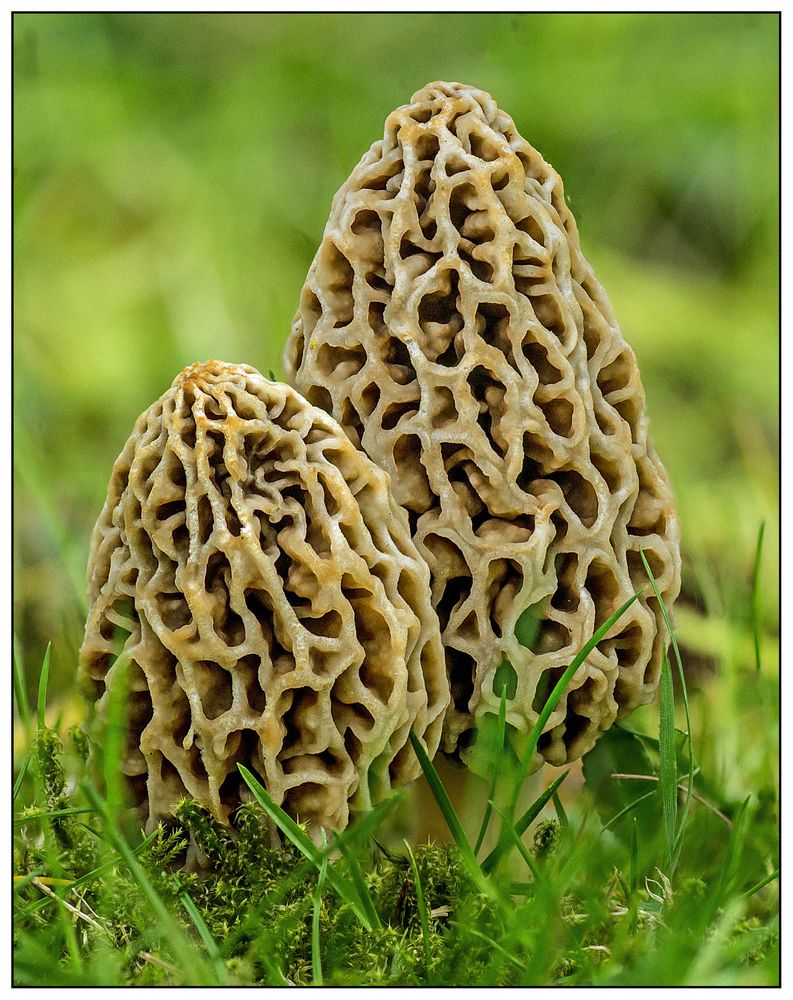 Morcheln im Gras Foto & Bild | pflanzen, pilze & flechten, pilze ...