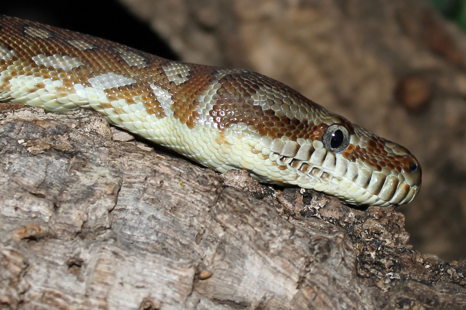 Morelia bredli Foto & Bild | tiere, haustiere, terraristik Bilder auf ...