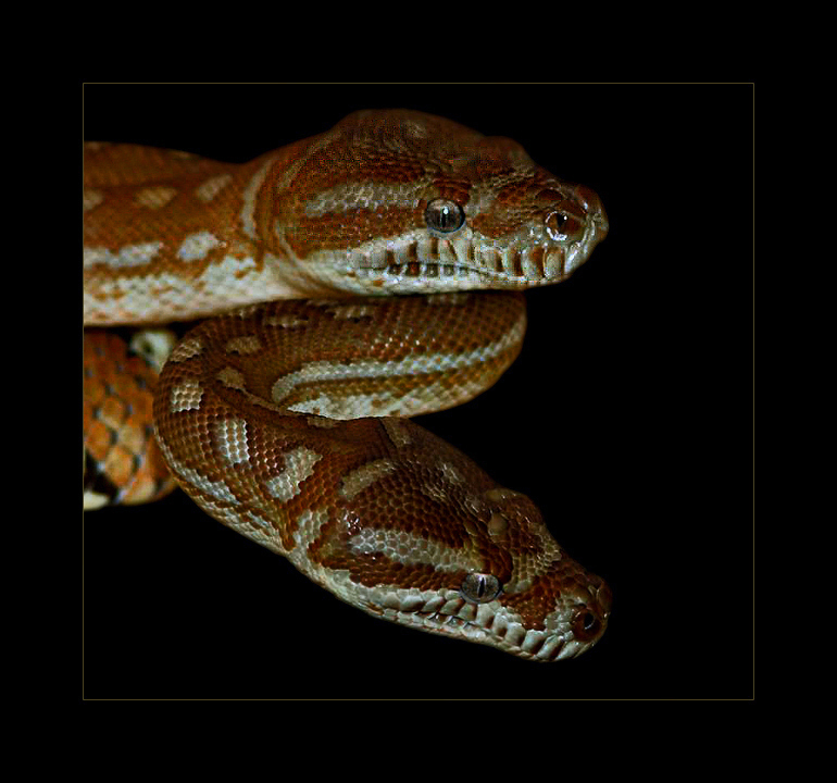 Morelia bredli Foto & Bild | world, deutschland, europe Bilder auf ...