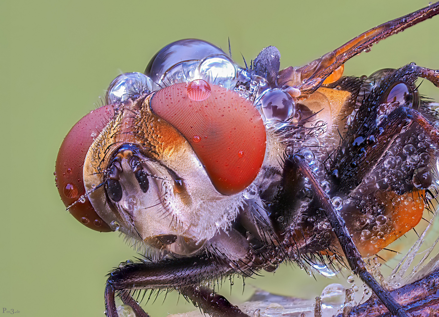 morgen..... Foto & Bild | fotos, outdoor, wiese Bilder auf fotocommunity