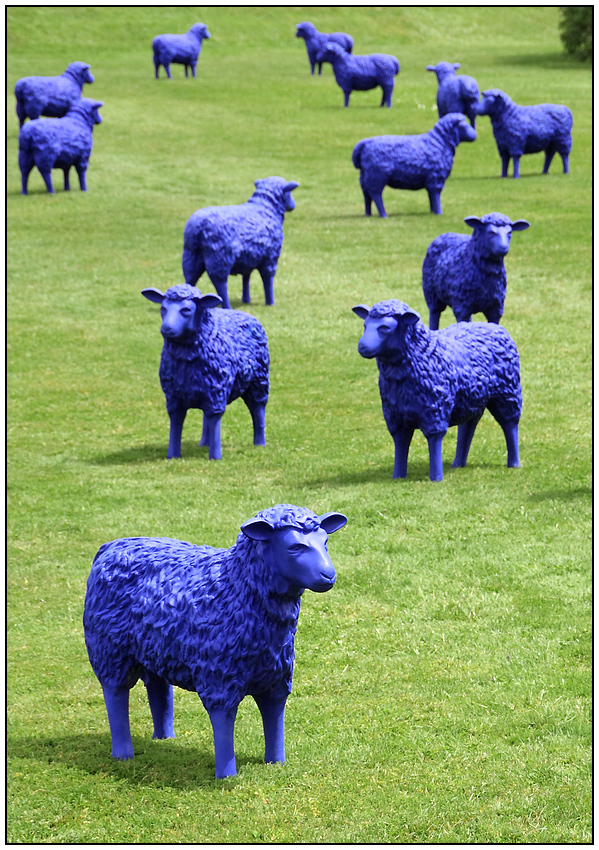 Morgen mach ich blau, bin müde vom Schafezählen Foto & Bild ...