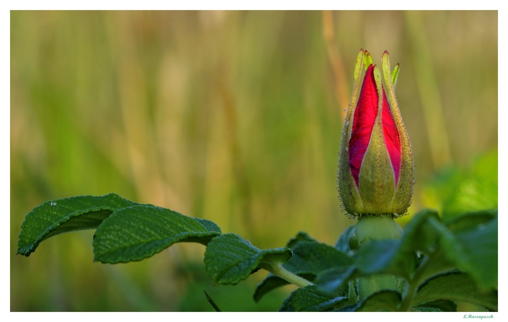 Morgen werde ich mich öffnen Foto & Bild | pflanzen, pilze & flechten ...