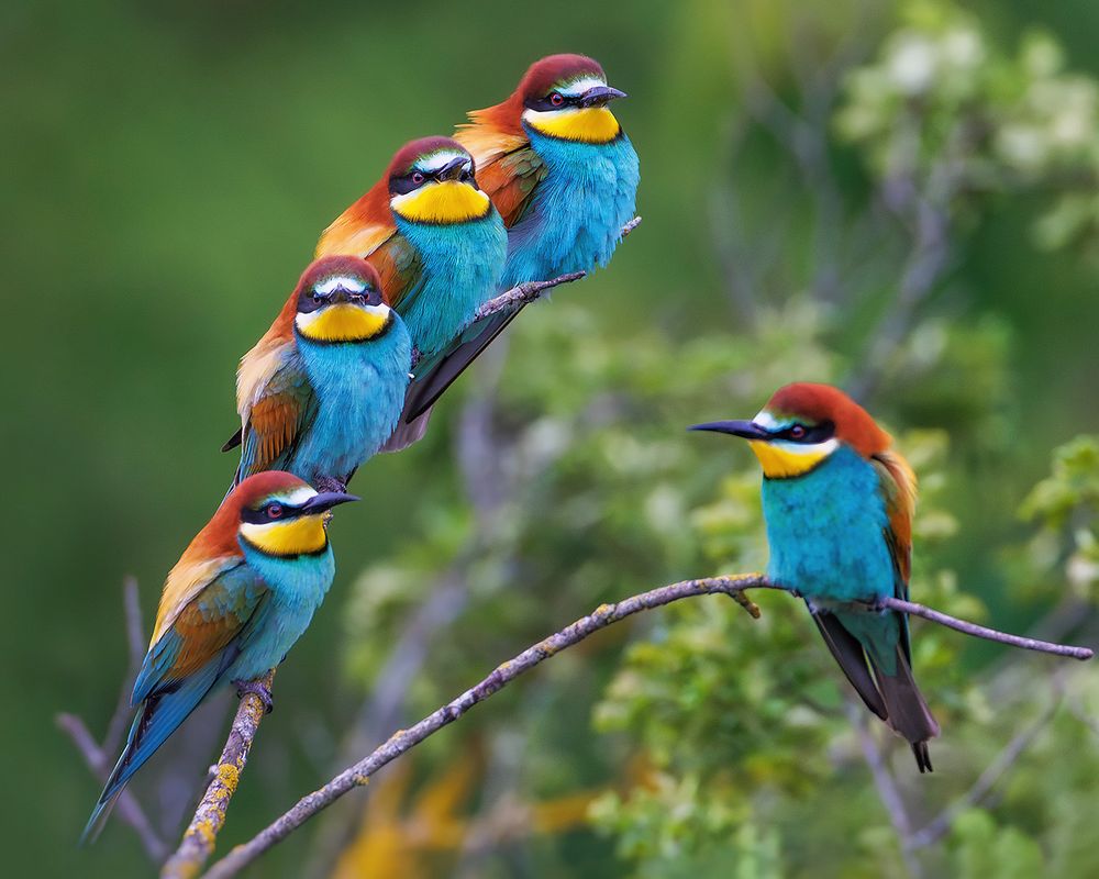 Morgendlicher Appell bei den Bienenfressern Foto & Bild | frühling ...