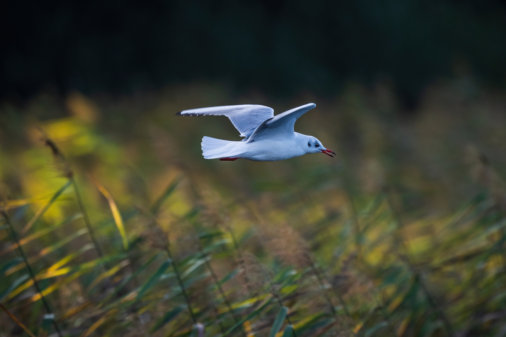Morgendlicher Flug Foto & Bild | deutschland, europe, brandenburg ...