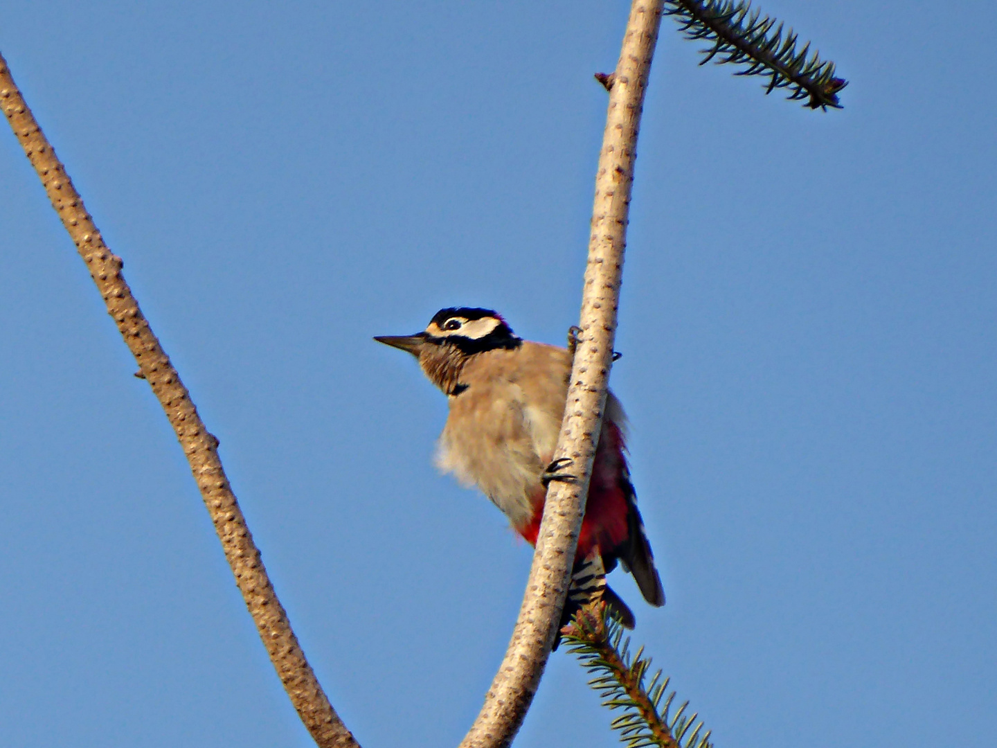 morgendlicher Stammgast Foto & Bild | tiere, wildlife, wild lebende ...