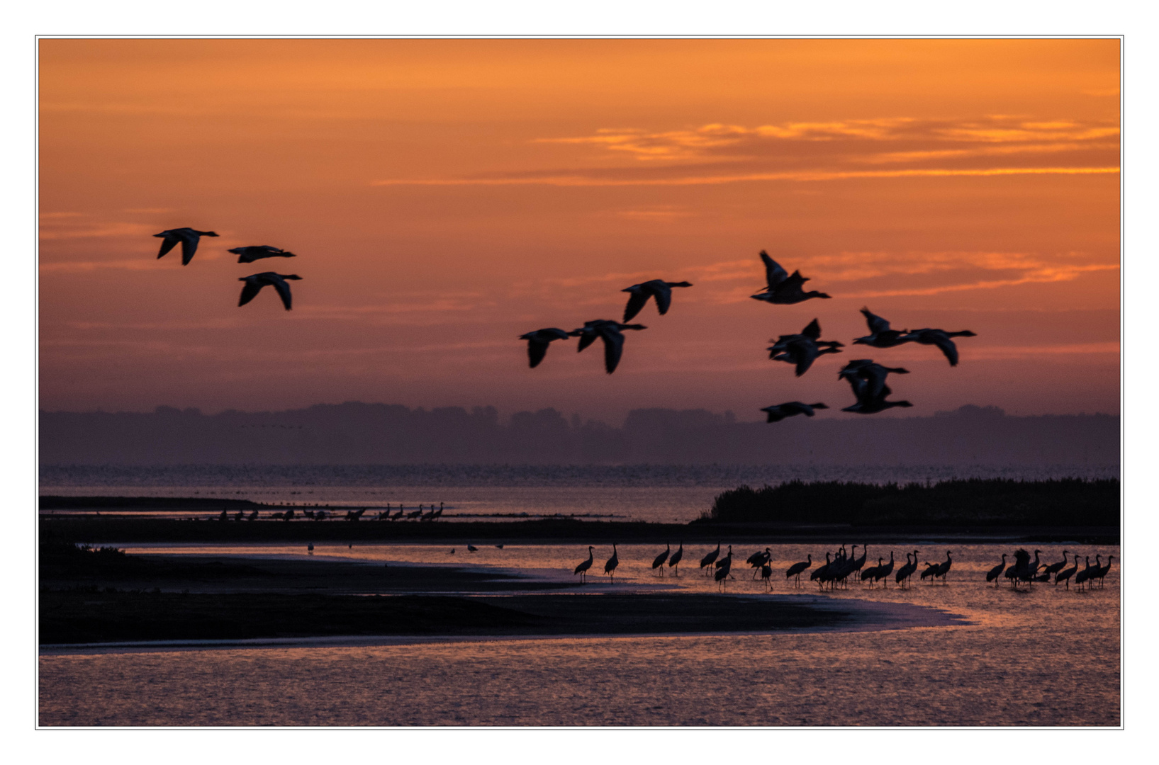 Morgens an der Barther Oie Foto & Bild | landschaften, natur, wildlife ...