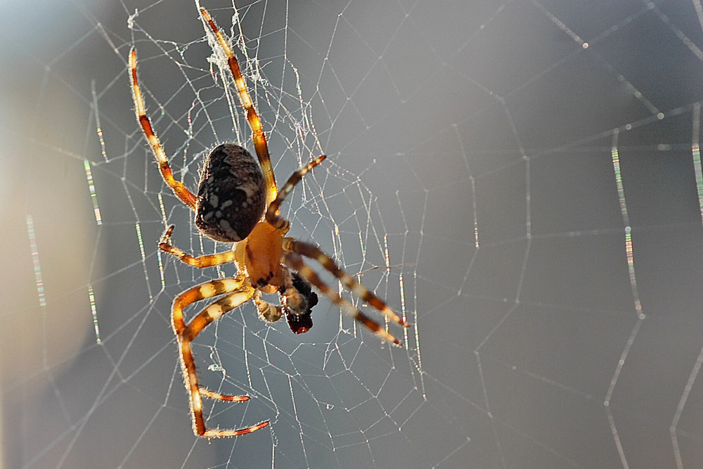 Morgens halb zehn in deutschland Foto & Bild | tiere, wildlife, spinnen Bilder auf fotocommunity