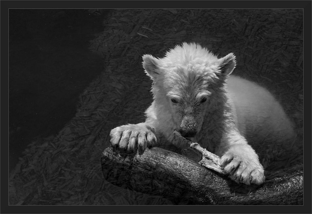 Morgens halb zehn in Deutschland ... Foto & Bild | wasser, natur, zoo Bilder auf fotocommunity