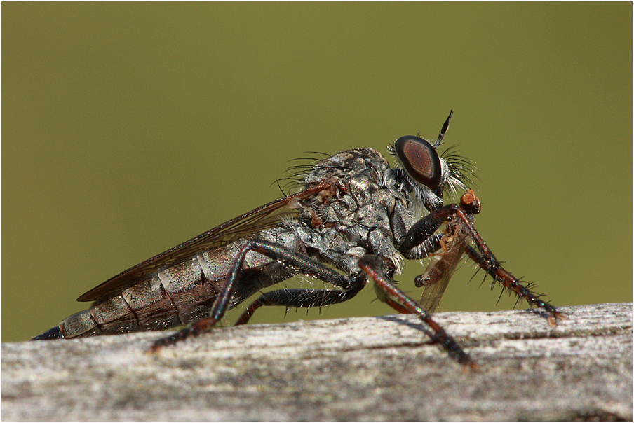 Morgens halb Zehn in Deutschland... Foto & Bild | tiere, wildlife, insekten Bilder auf fotocommunity