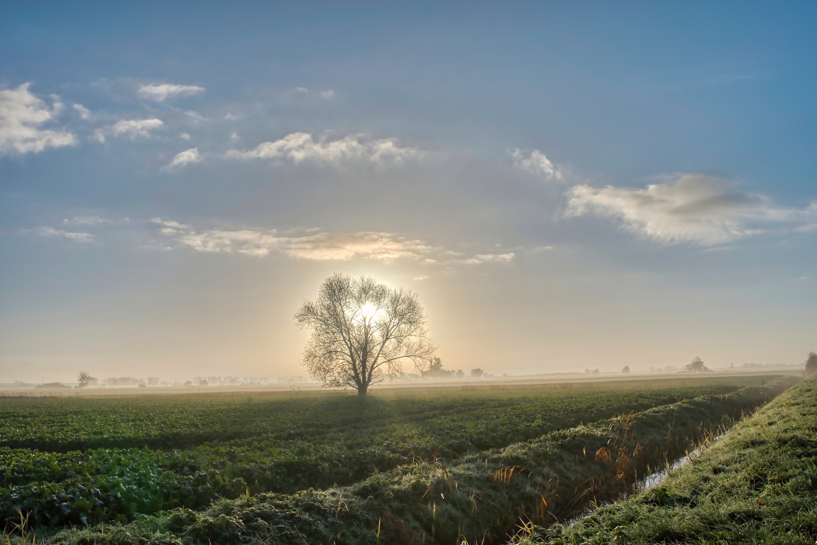 Morgens im Feld Foto & Bild | bäume, sonnenaufgang, feld Bilder auf ...