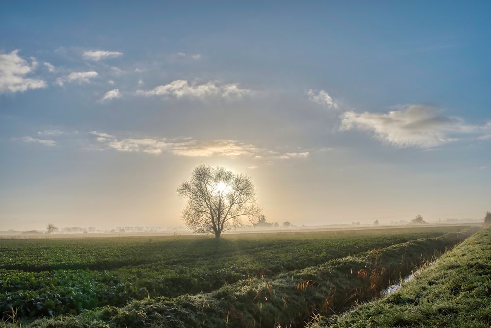Morgens im Feld Foto & Bild | bäume, sonnenaufgang, feld Bilder auf ...