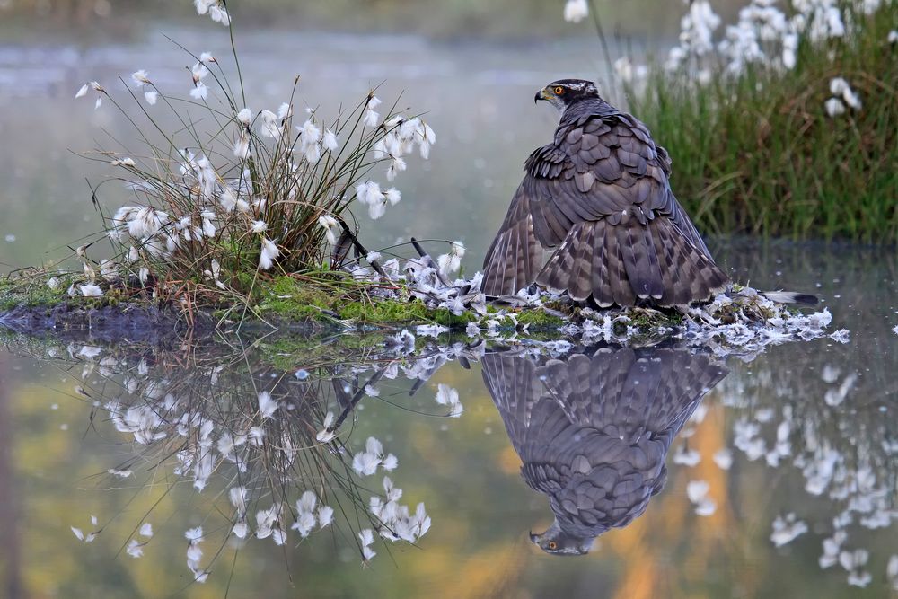 Morgens im Moor Foto & Bild | tiere, wildlife, wild lebende vögel ...