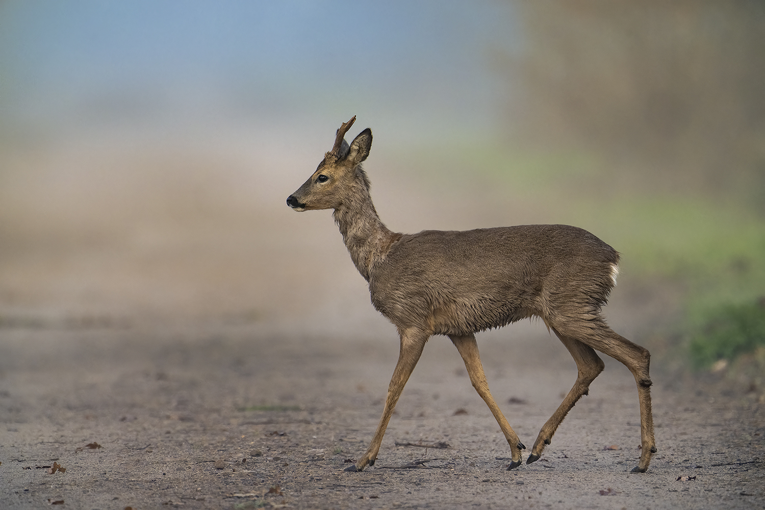Morgens im Moor... Foto & Bild | tiere, wildlife, säugetiere Bilder auf ...