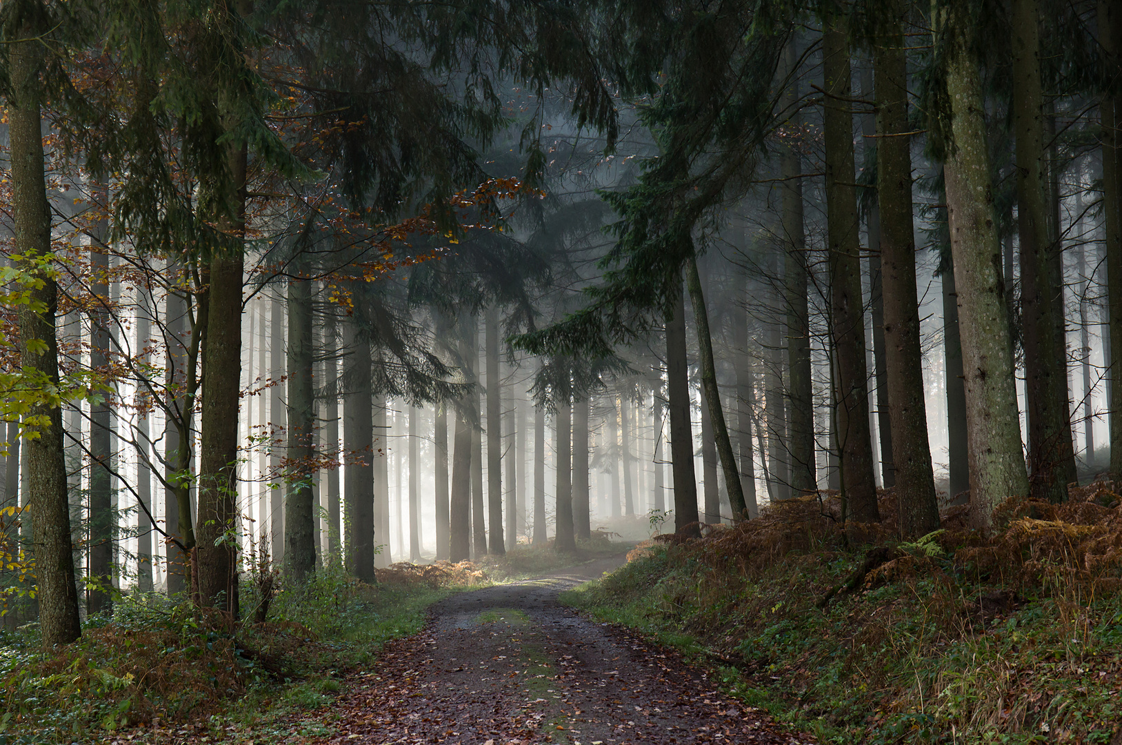 Morgens im Wald Foto & Bild | wald, outdoor, bäume Bilder auf fotocommunity