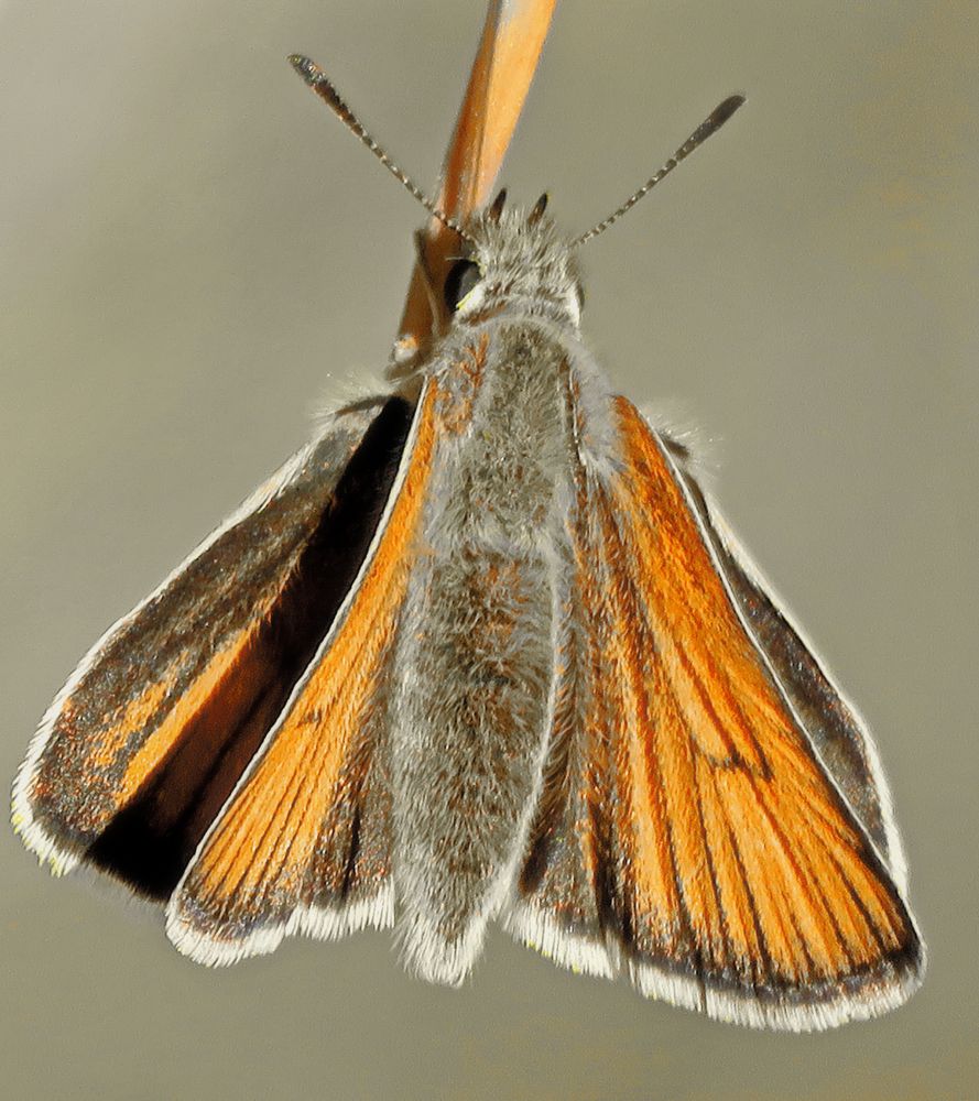 morgens : so klein, als wäre es eine Motte ;-), Foto & Bild | tiere ...