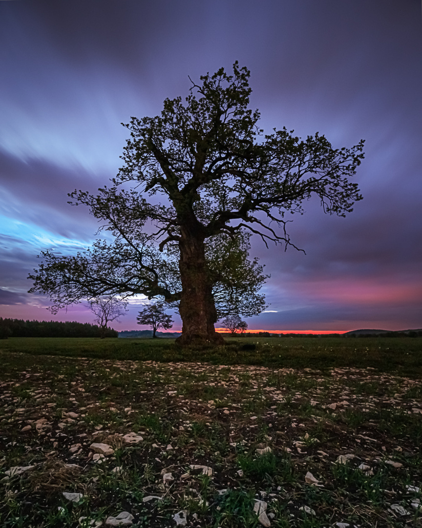 Morgens um halb sechs... Foto & Bild | bäume, wolken, baum Bilder auf ...