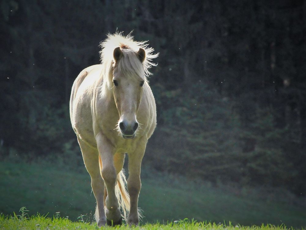 Morgensonne in isabell Foto & Bild | natur, tiere, morgenlicht Bilder auf fotocommunity