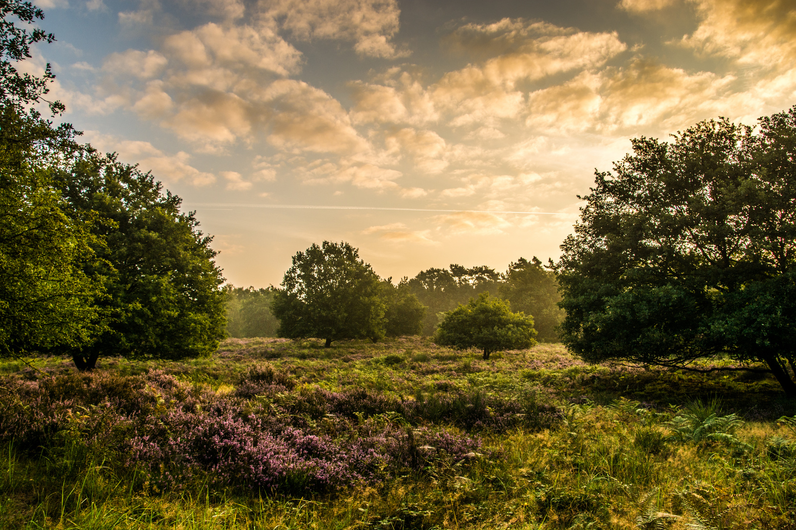 Morgenspaziergang in der Wahner Heide Foto & Bild | landschaft, heide ...