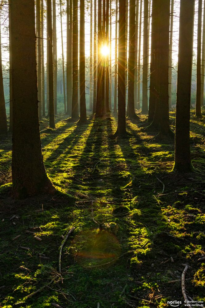 Morgenstimmung im Wald Foto & Bild | deutschland, europe, bayern Bilder auf fotocommunity