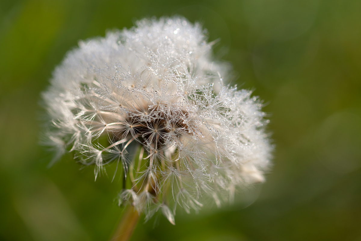 Morgentau Foto & Bild | pflanzen, pilze & flechten, blüten ...