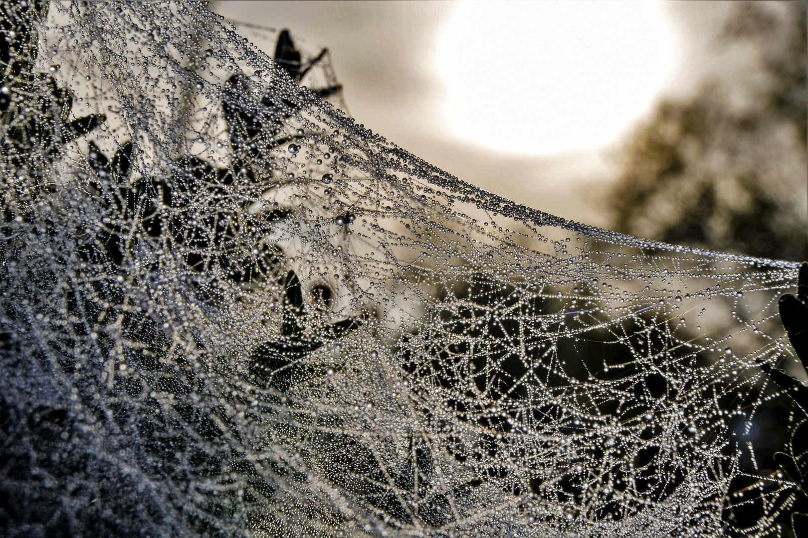 Morgentau Foto & Bild | natur-kreativ, licht, natur Bilder auf ...
