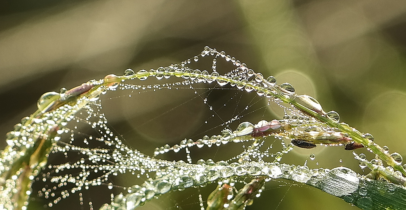 Morgentau Foto & Bild | nah- & makro, techniken, aufnahme-techniken Bilder auf fotocommunity