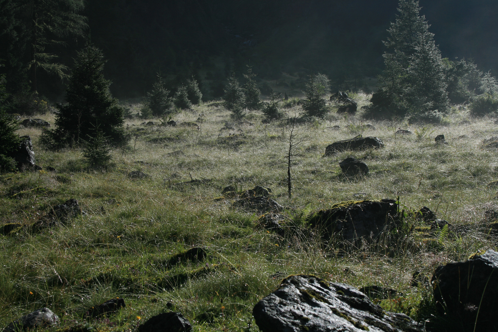 Morgentau Foto & Bild | landschaft, Äcker, felder & wiesen, natur ...