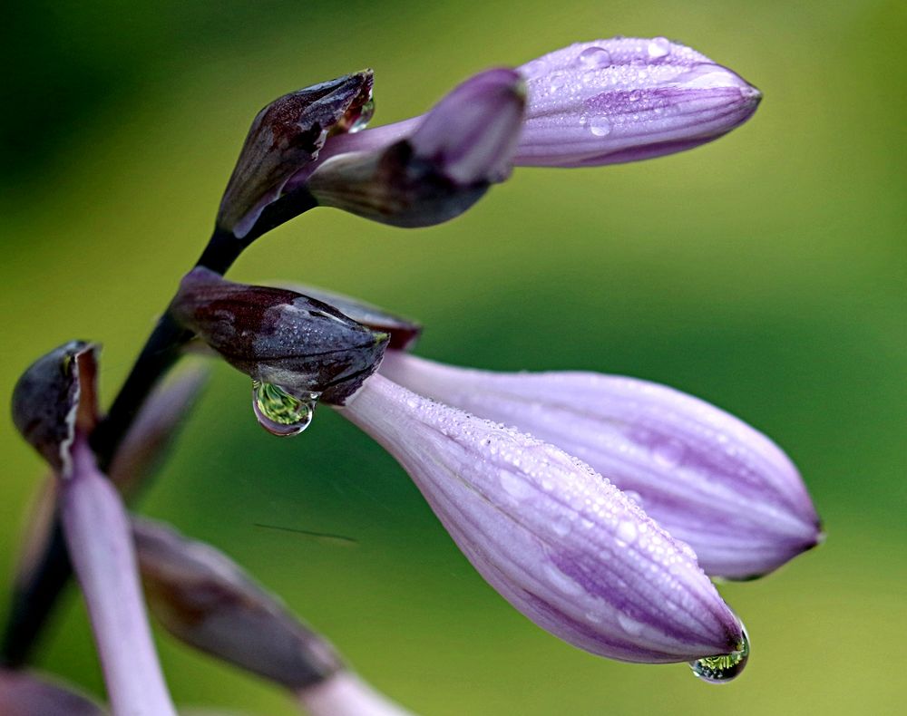 Morgentau ... Foto & Bild | pflanzen, pilze & flechten, blüten ...