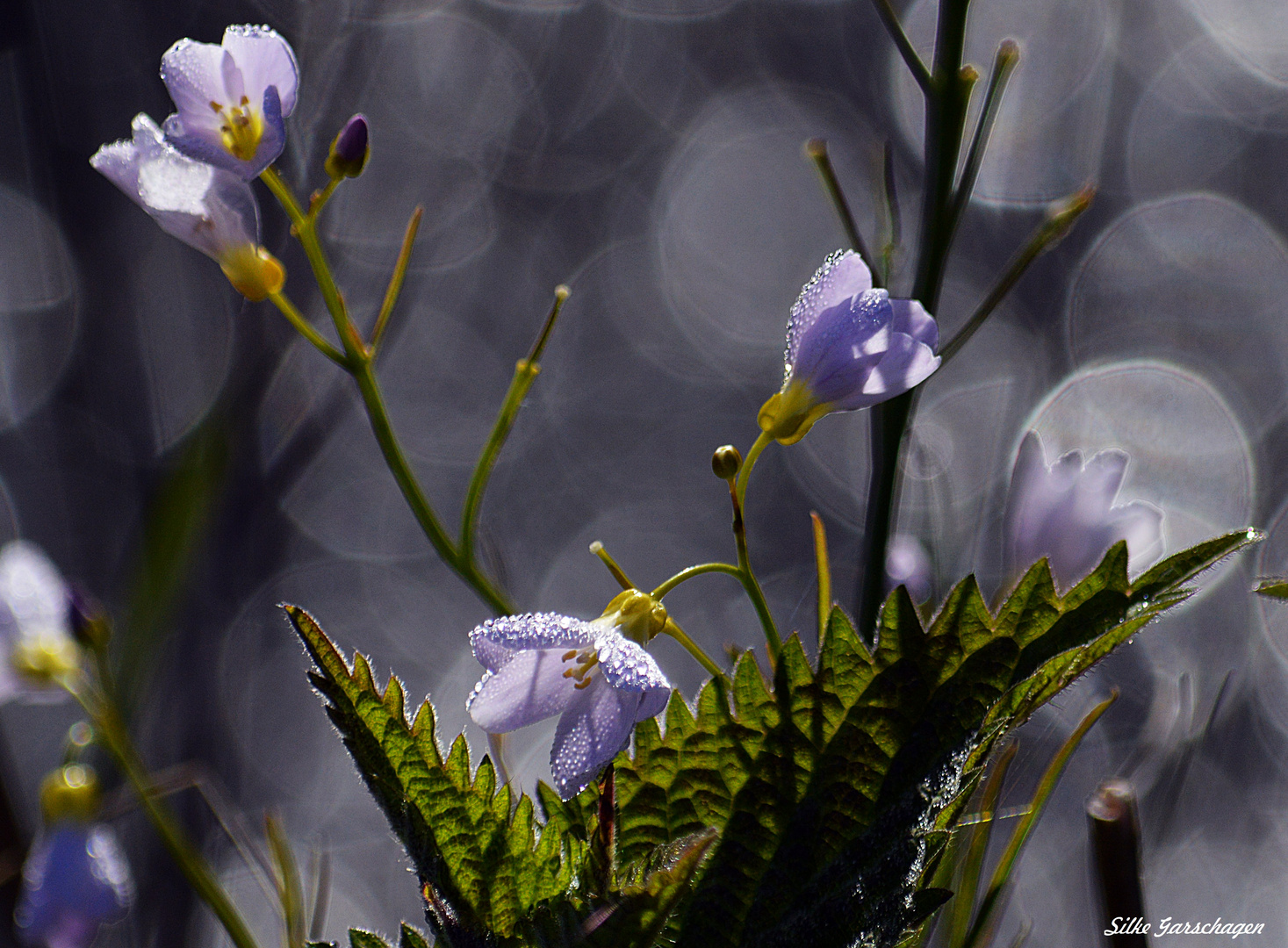 Morgentau Foto & Bild | jahreszeiten, frühling, blumen Bilder auf ...