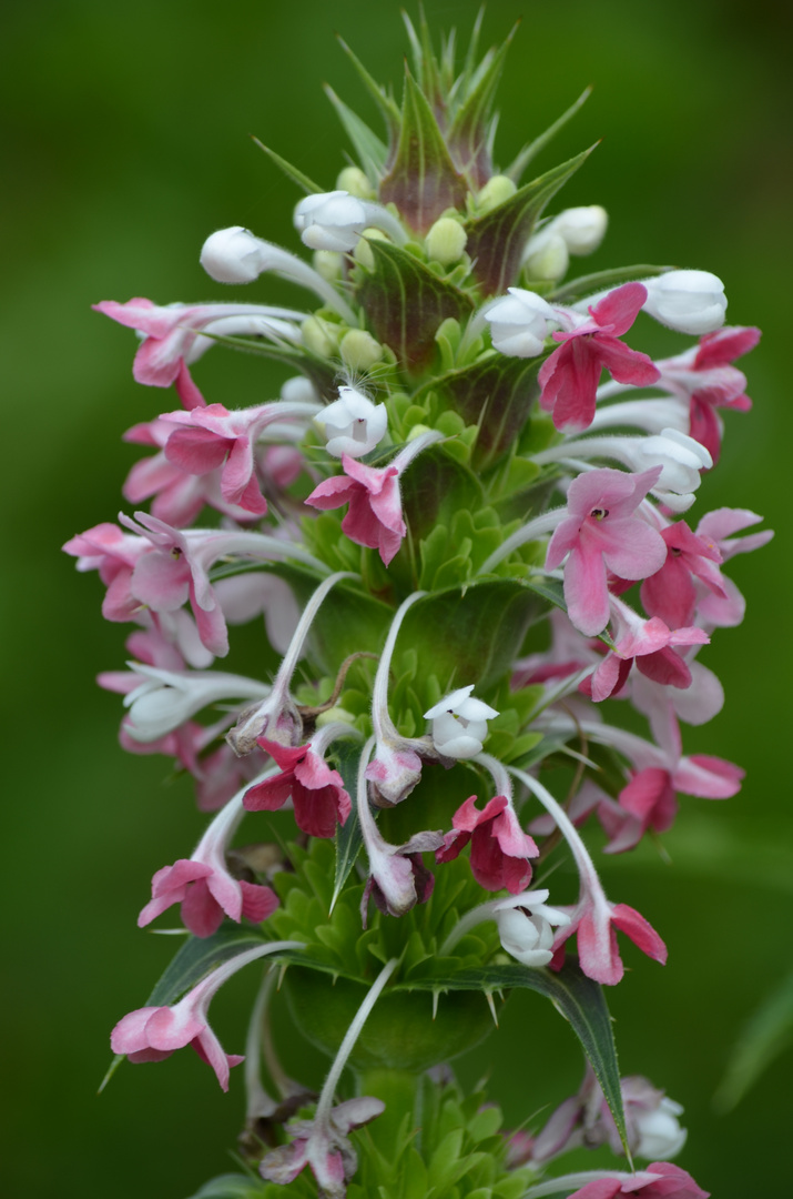 Morina longifolia - Elfendistel Foto & Bild | pflanzen, pilze ...