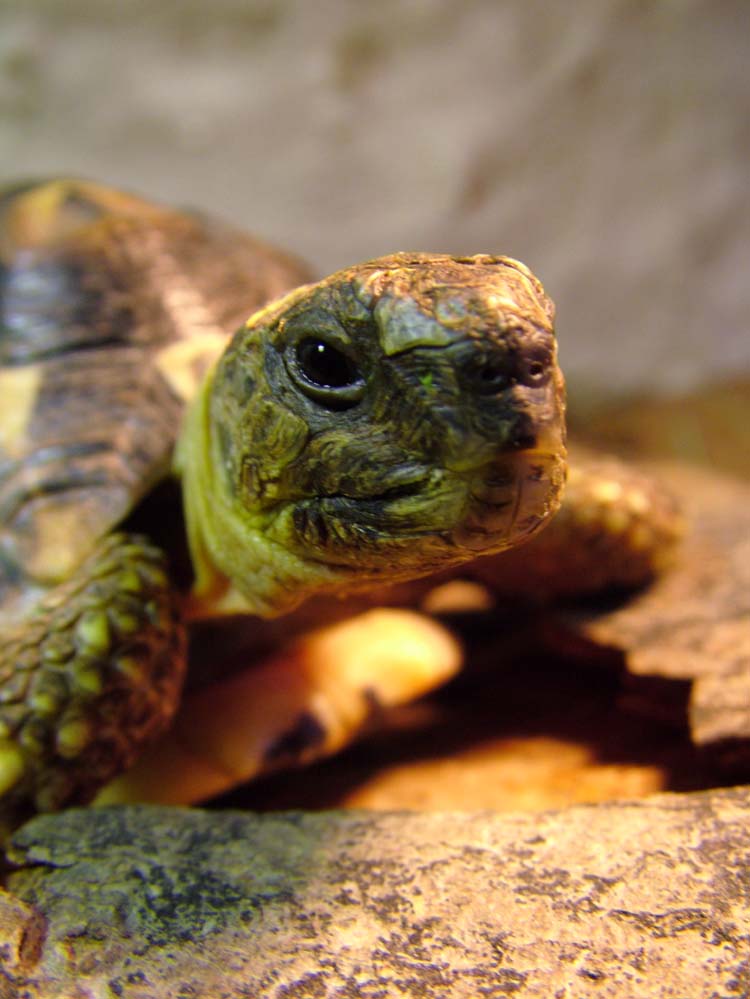 Morla Foto & Bild | animals, pets & farm animals, terrariums Bilder auf ...