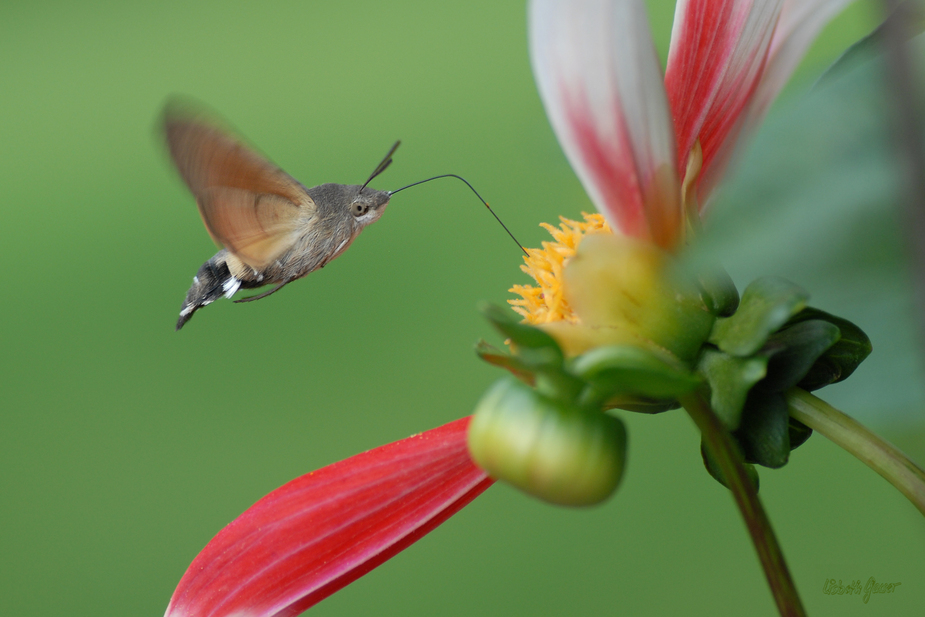 Moro sphinx Foto & Bild | macro nature, macro insectes, nature Bilder ...