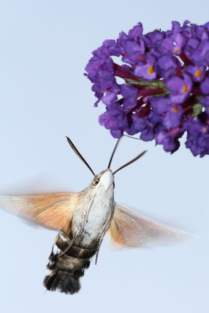 moro sphinx photo et image | animaux, animaux sauvages, nature Images ...