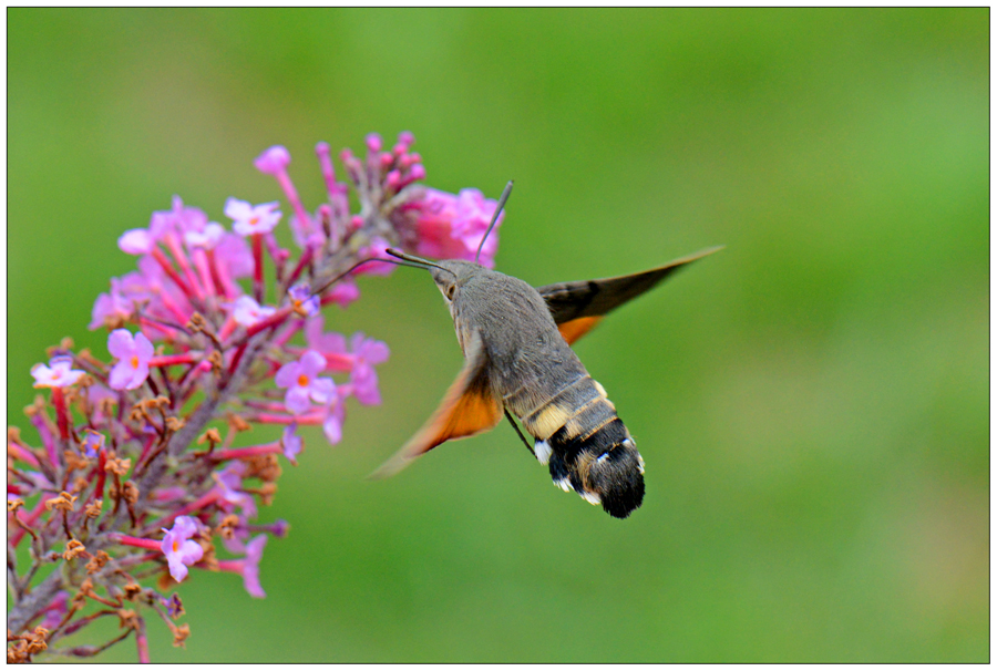 Moro Sphinx (4) photo et image | macro nature, macro insectes ...
