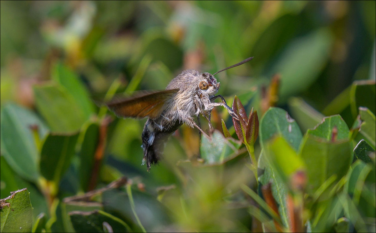 Moro-Sphinx photo et image | macro nature, macro insectes, papillons ...