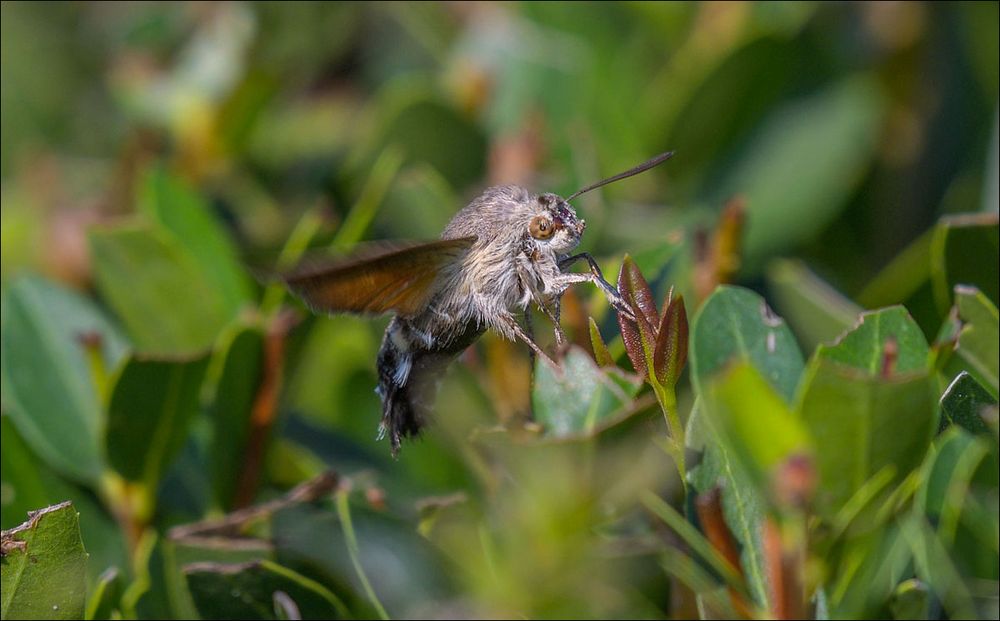 Moro-Sphinx photo et image | macro nature, macro insectes, papillons ...