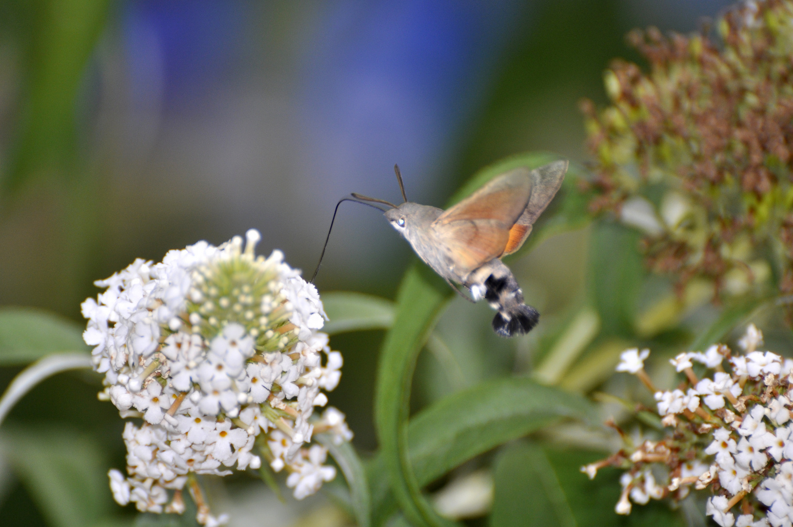 Moro sphinx photo et image | macro nature, macro insectes, nature ...