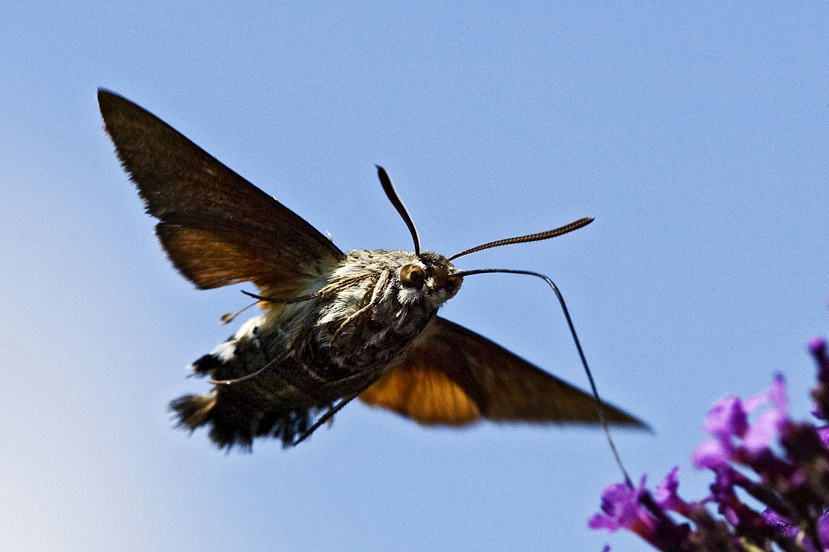 moro sphinx photo et image | macro nature, macro insectes, papillons ...