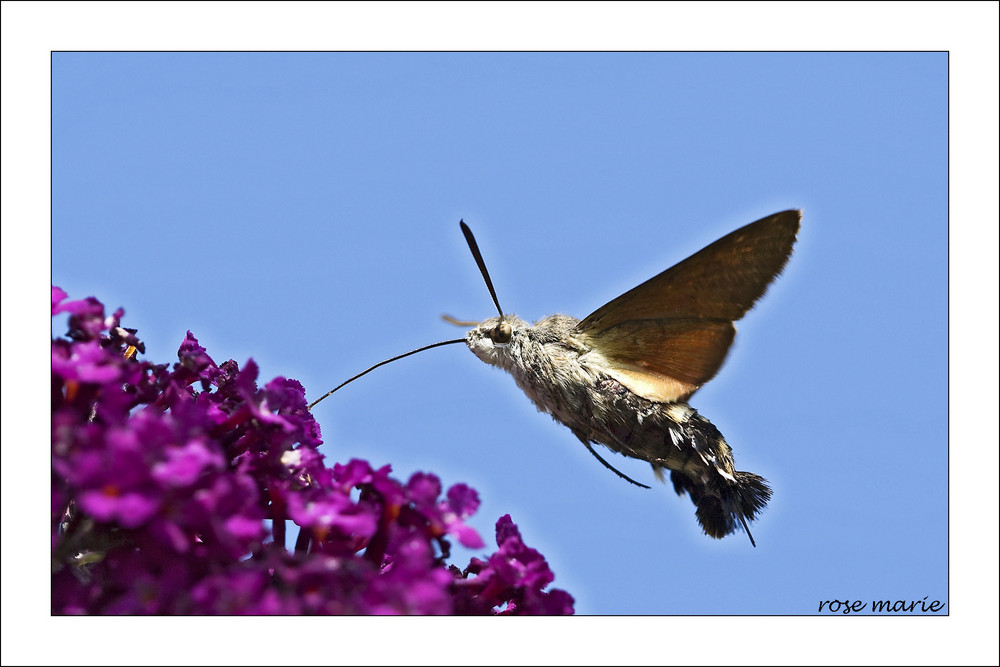 moro-sphinx photo et image | macro nature, macro insectes, papillons ...