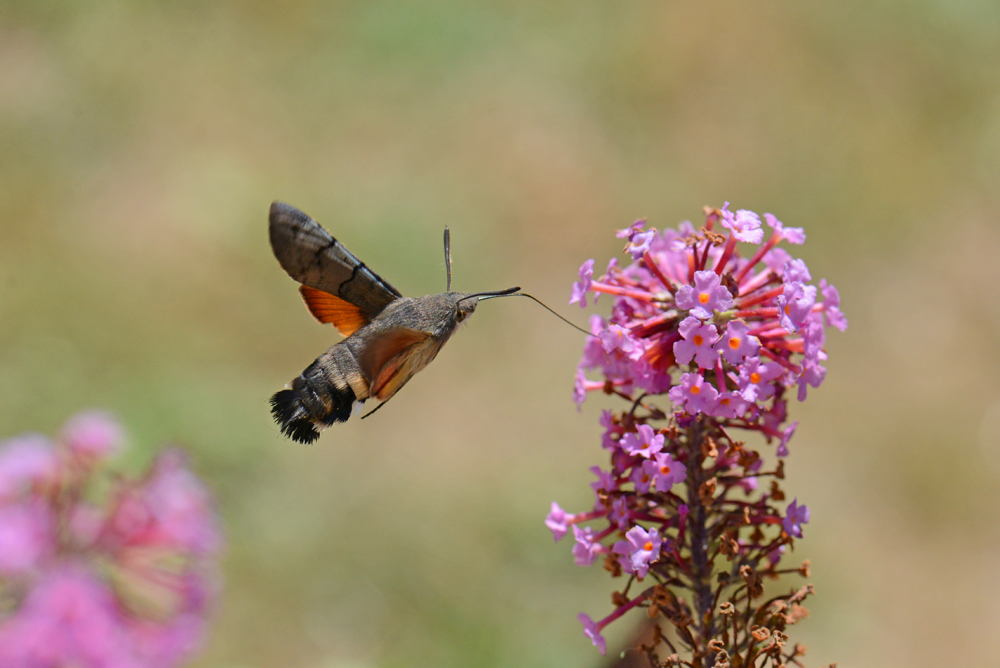 Moro Sphinx photo et image | nature, macro, fleurs Images fotocommunity
