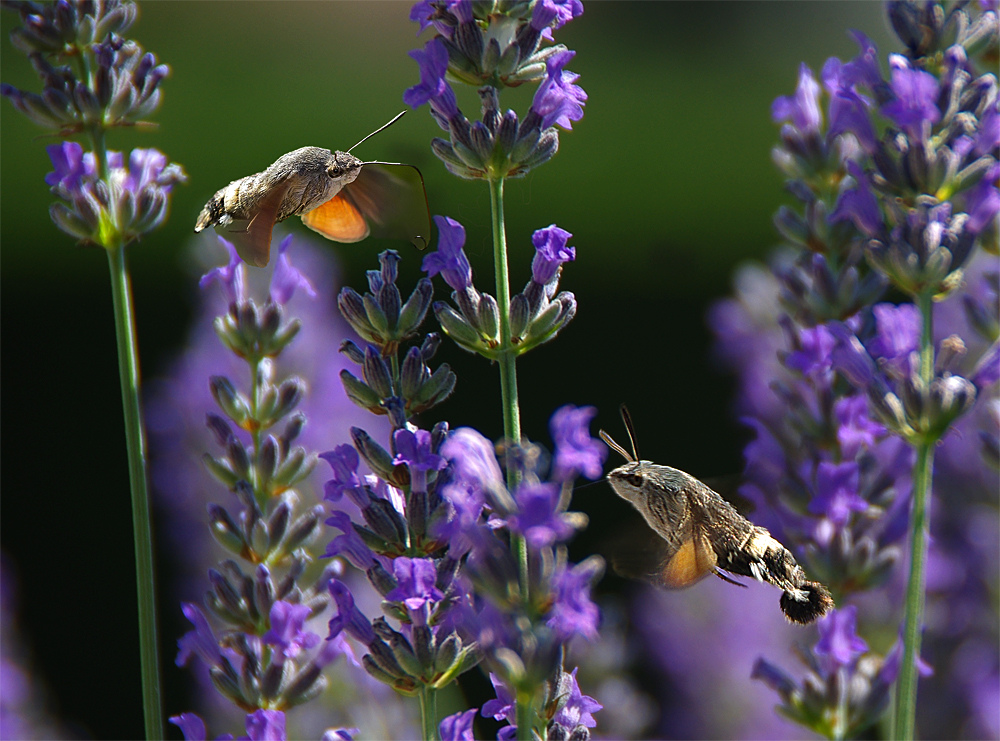 MORO-SPHINX face à face photo et image | macro nature, macro insectes ...