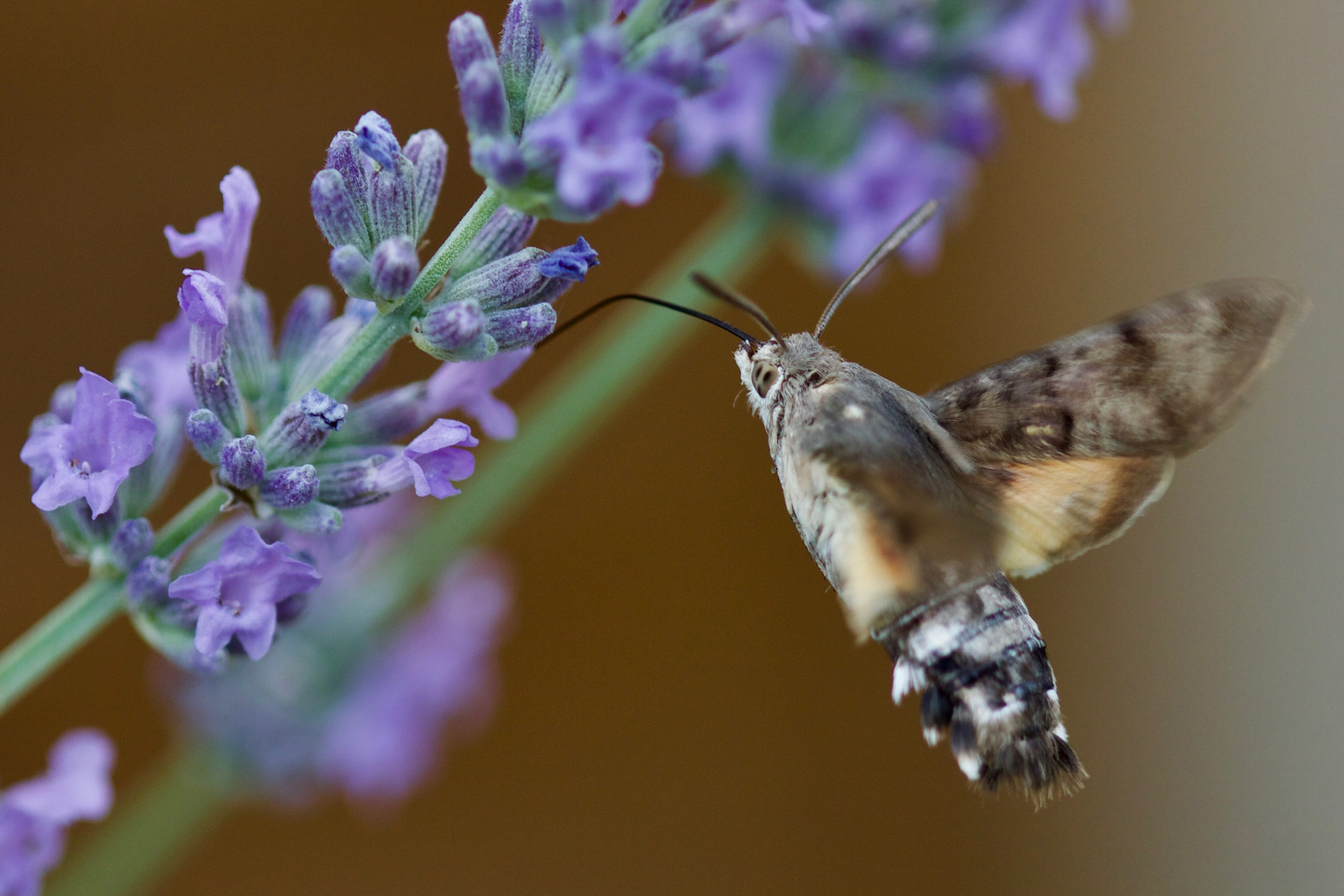 Moro-sphinx ou Sphinx-colibri photo et image | macro nature, macro ...
