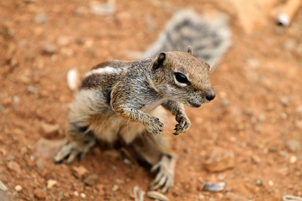 Morocco squirrel photo & image | animals, wildlife, mammals images at ...