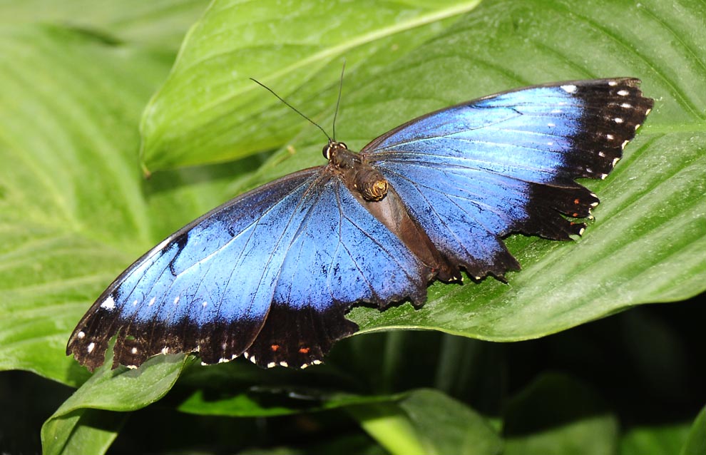 Morpho-Falter Foto & Bild | tiere, zoo, wildpark & falknerei, insekten ...