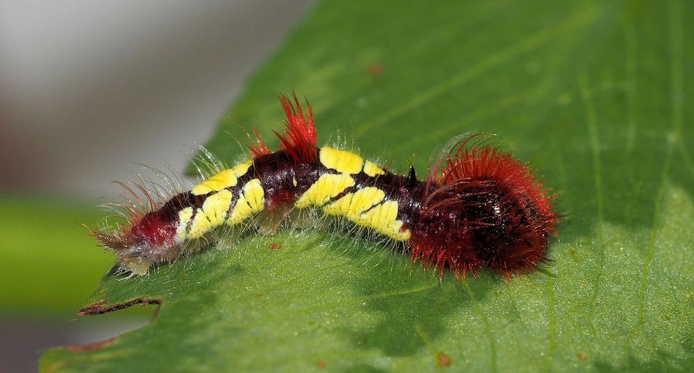 Morpho peleides Raupe… Foto & Bild | fotos, natur, insekt Bilder auf ...